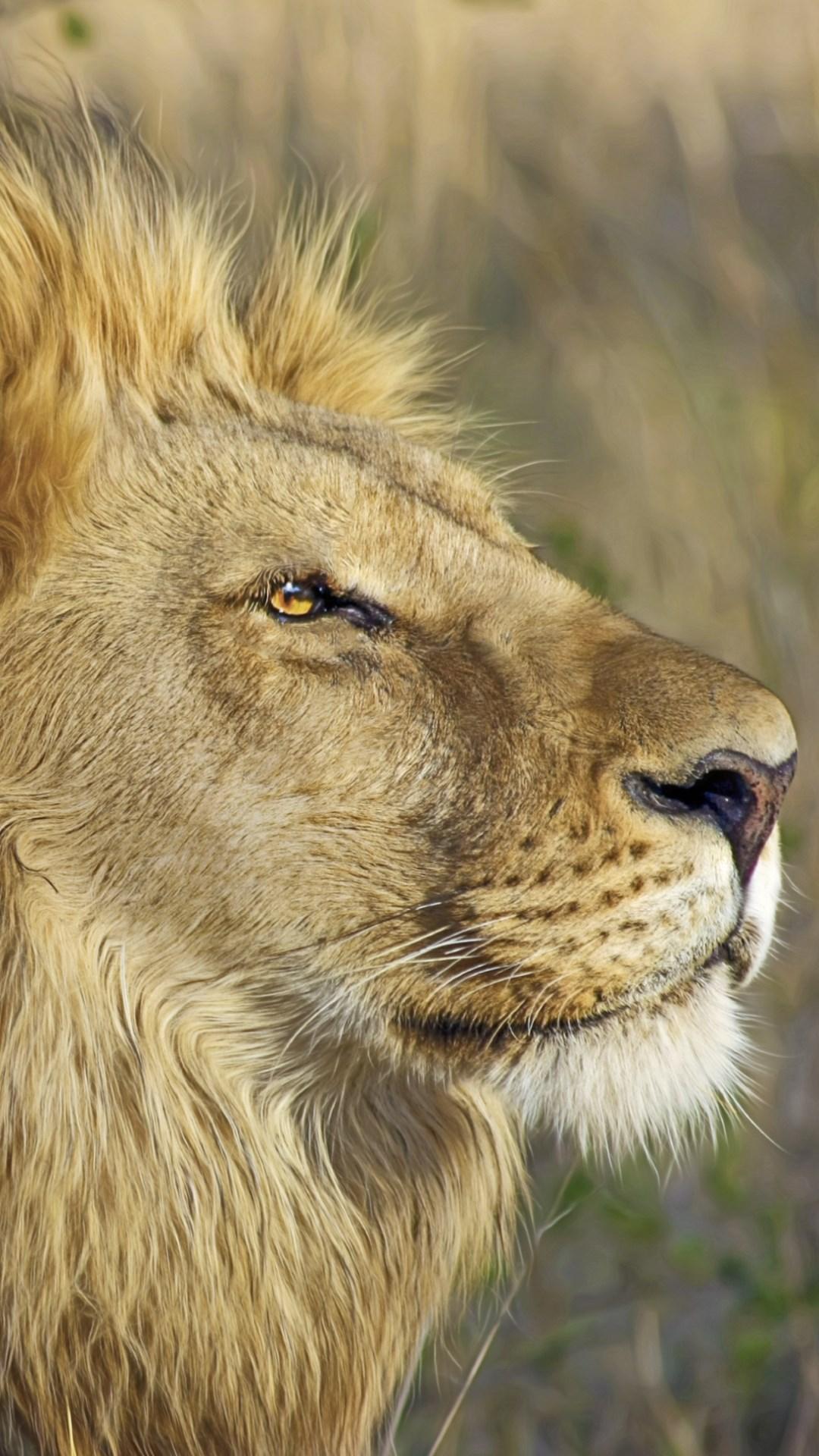 Lion Portrait Wallpapers - Top Free Lion Portrait Backgrounds ...
