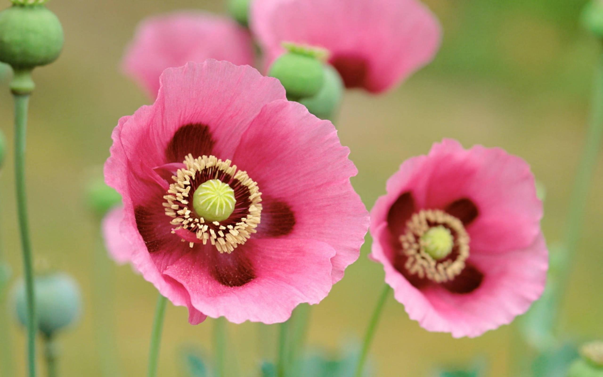 Opium Wallpapers - Top Free Opium Backgrounds - WallpaperAccess