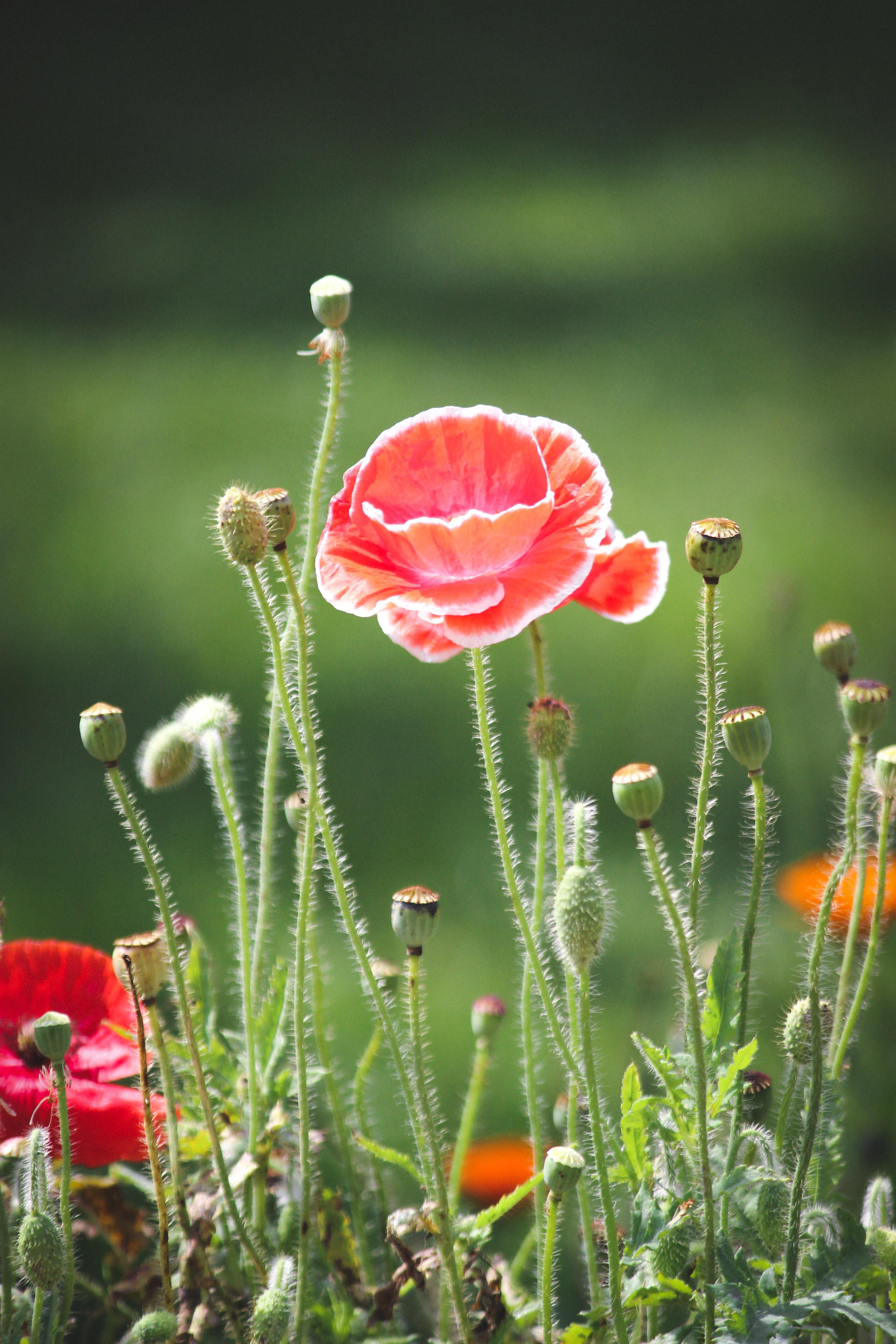 Opium Wallpapers - Top Free Opium Backgrounds - WallpaperAccess