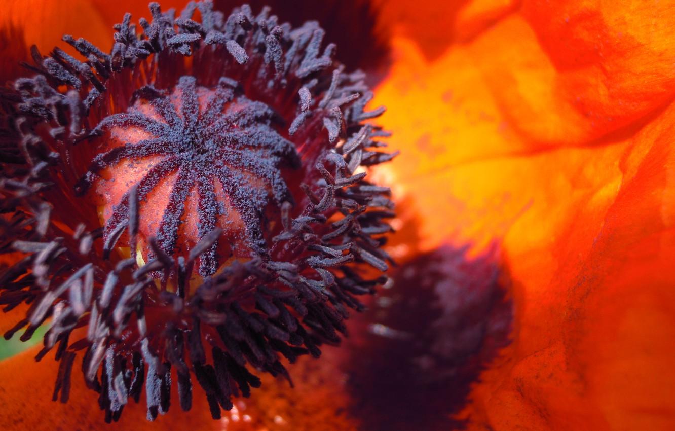 Opium Wallpapers - Top Free Opium Backgrounds - WallpaperAccess