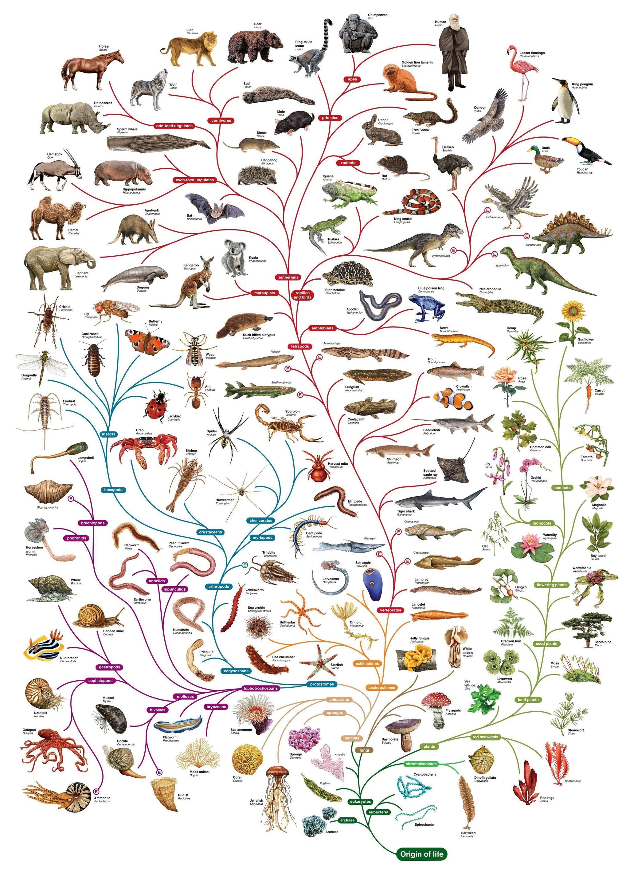 Animal Evolution Wallpapers - Top Free Animal Evolution Backgrounds ...