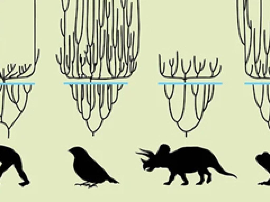 Animal Evolution Wallpapers - Top Free Animal Evolution Backgrounds ...