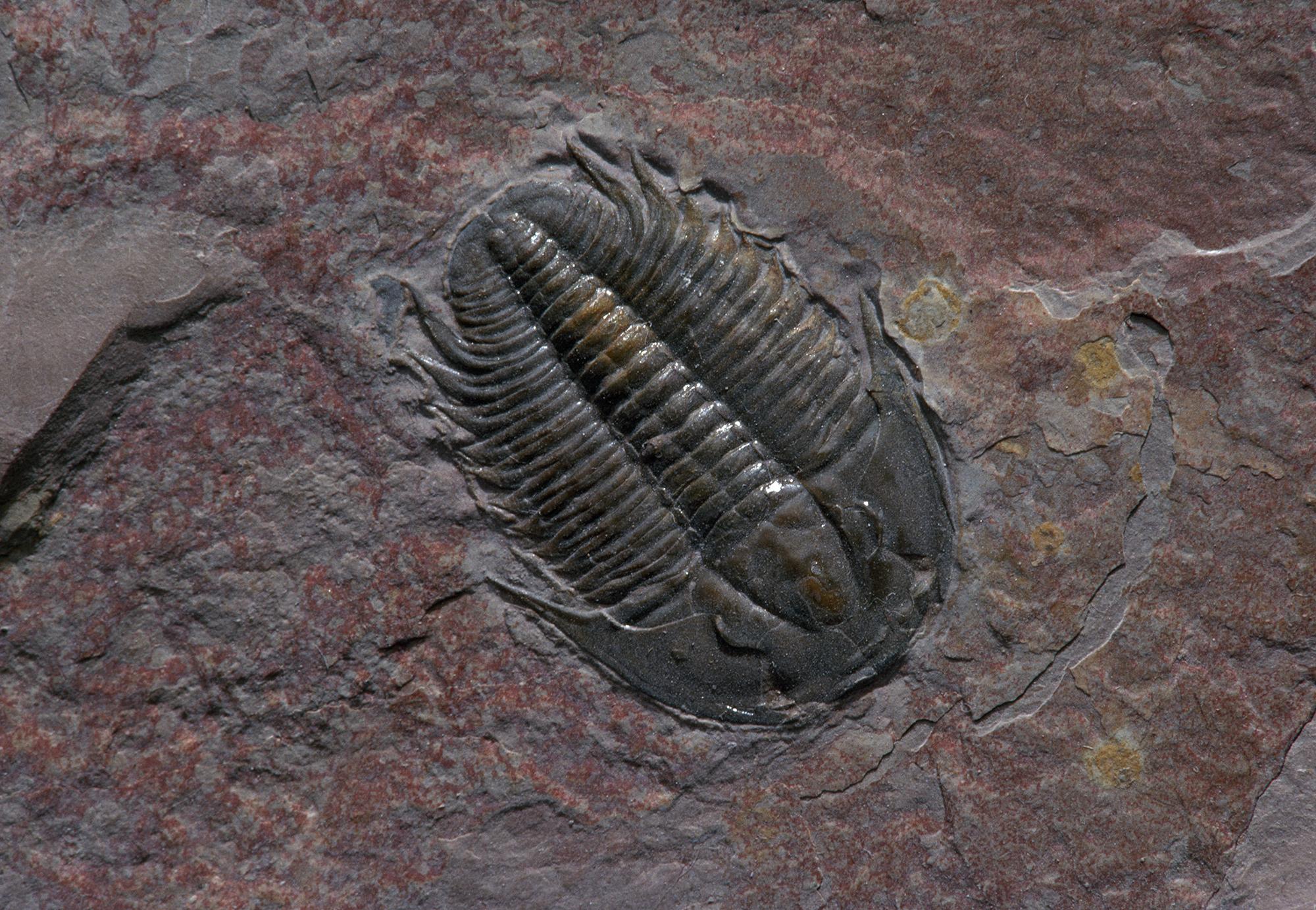 Animal Evolution Wallpapers - Top Free Animal Evolution Backgrounds ...