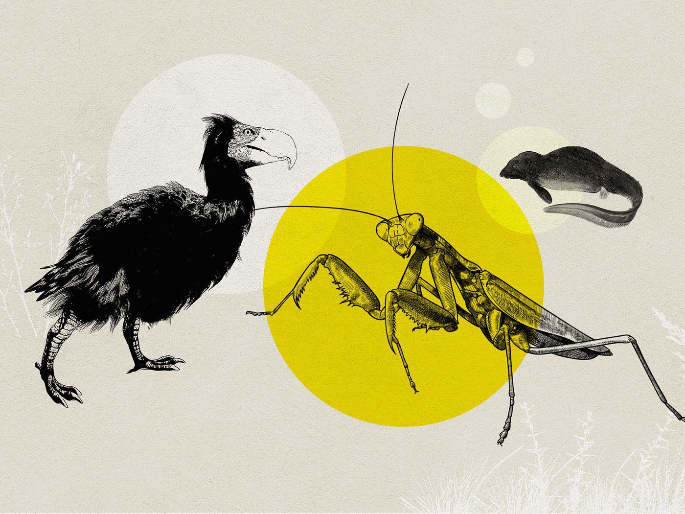 Animal Evolution Wallpapers - Top Free Animal Evolution Backgrounds ...