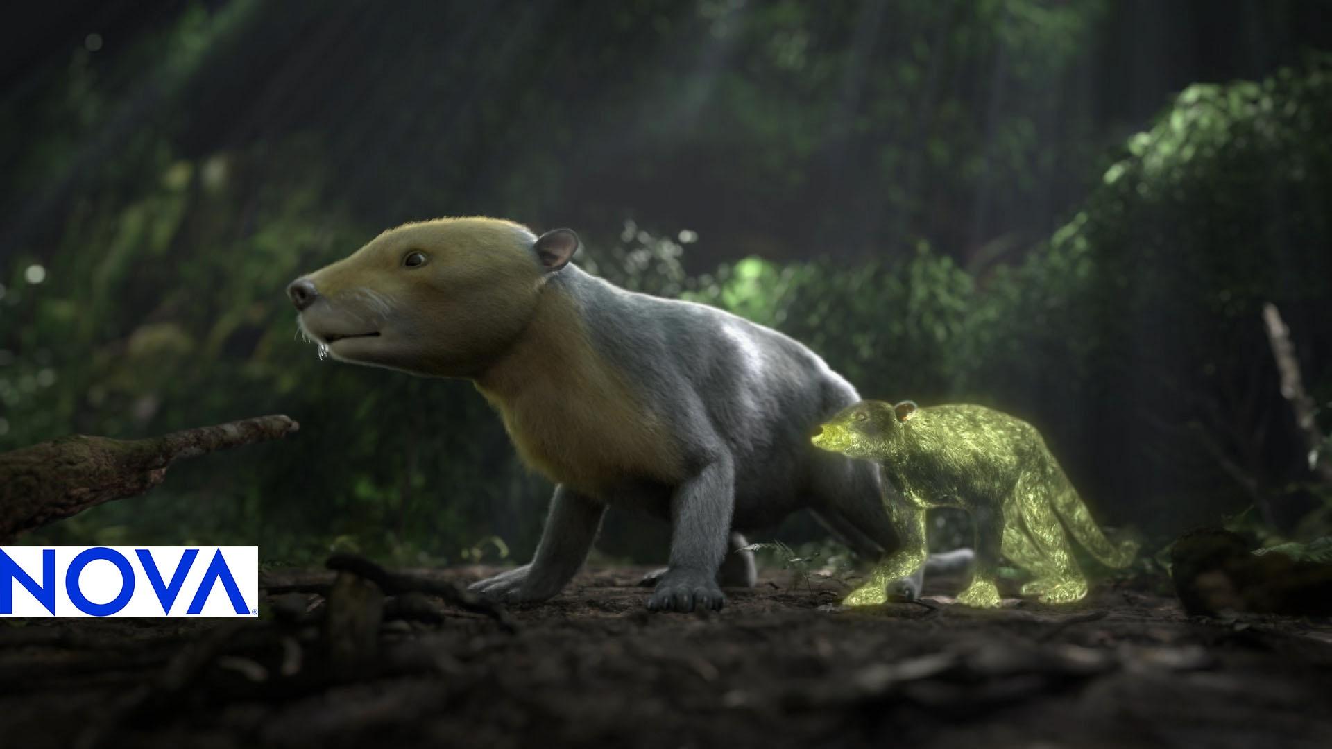 Animal Evolution Wallpapers - Top Free Animal Evolution Backgrounds ...