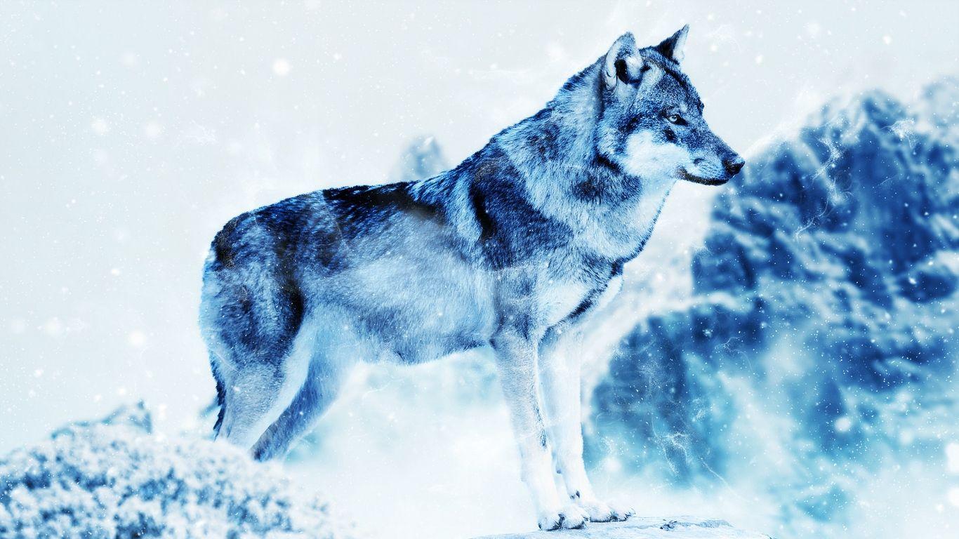 Wolf Laptop Wallpapers - Top Free Wolf Laptop Backgrounds - WallpaperAccess