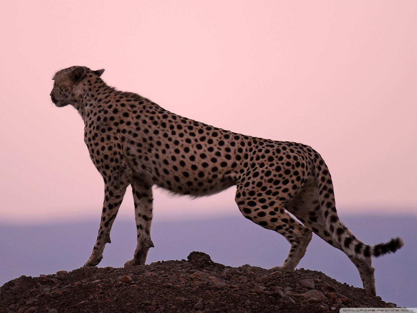 Habitat Wallpapers - Top Free Habitat Backgrounds - WallpaperAccess