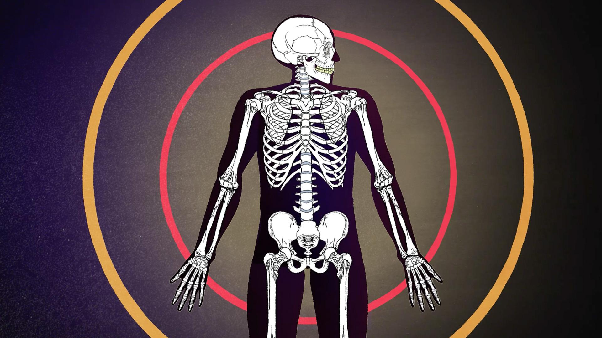 Skeletal System Wallpapers - Top Free Skeletal System Backgrounds ...