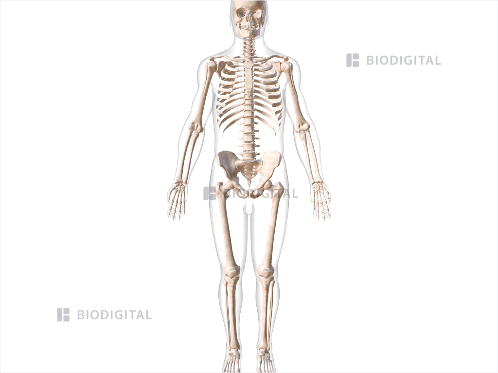 Skeletal System Wallpapers - Top Free Skeletal System Backgrounds ...