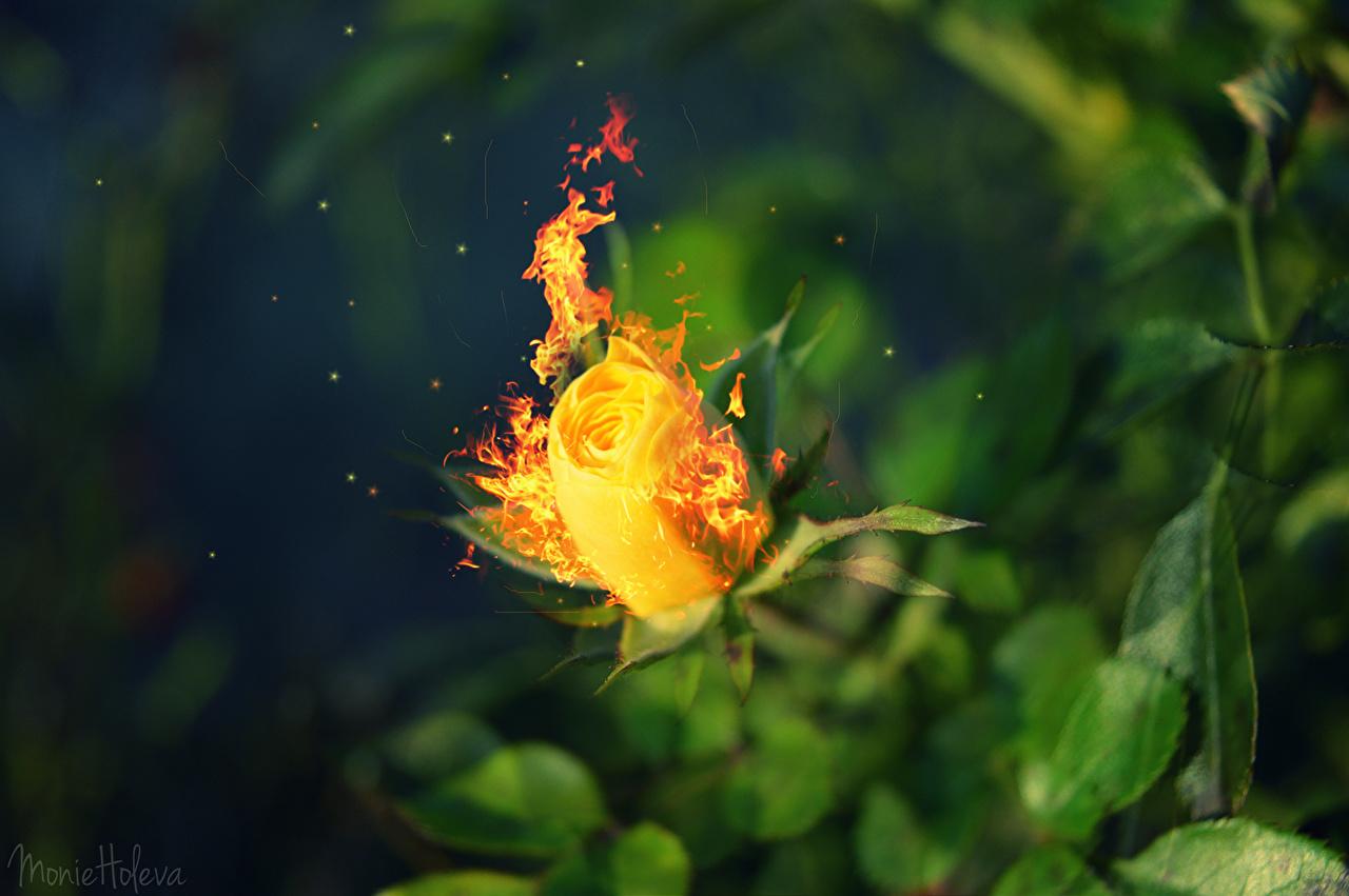 Fire Flower Wallpapers - Top Free Fire Flower Backgrounds - WallpaperAccess