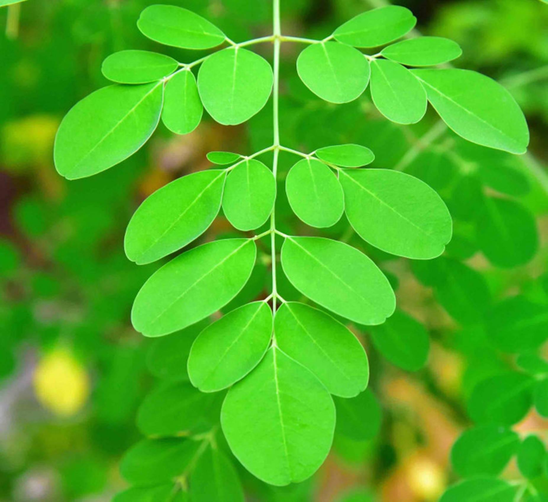 Moringa Wallpapers - Top Free Moringa Backgrounds - WallpaperAccess