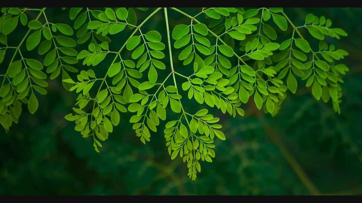 Moringa Wallpapers - Top Free Moringa Backgrounds - WallpaperAccess
