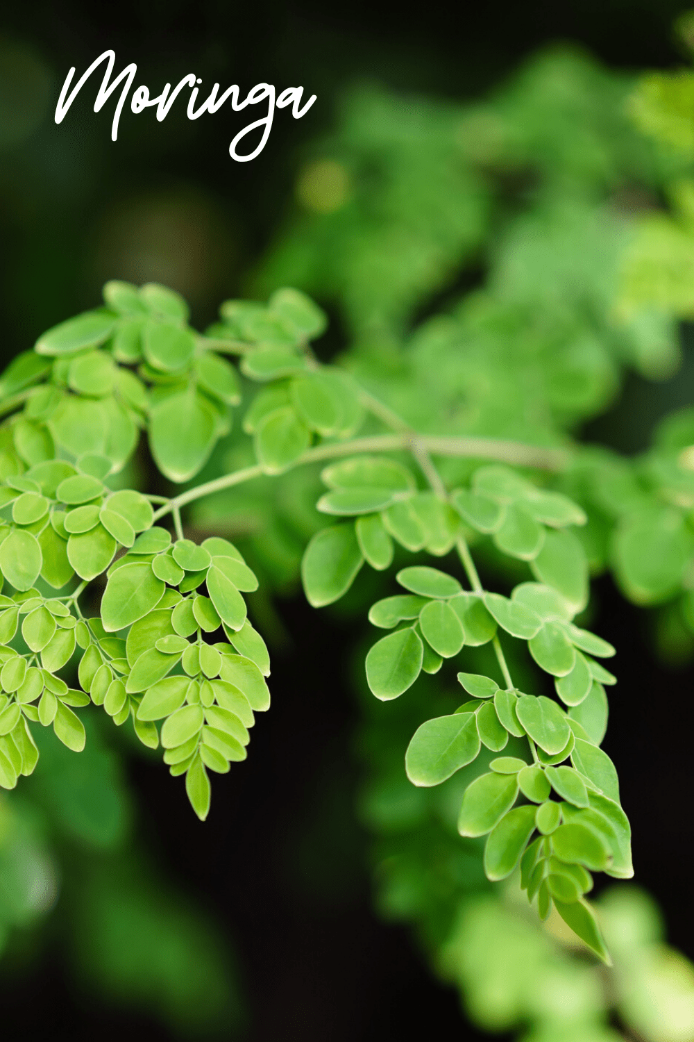 Moringa Wallpapers - Top Free Moringa Backgrounds - WallpaperAccess