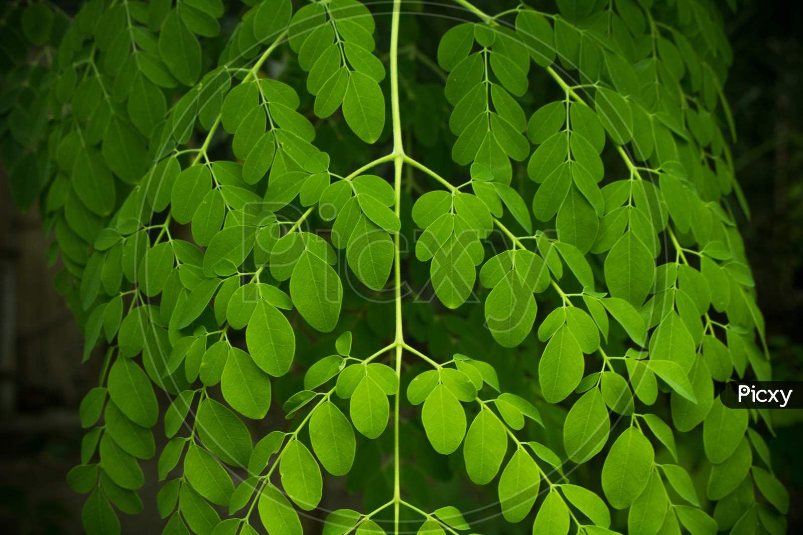 Moringa Wallpapers - Top Free Moringa Backgrounds - WallpaperAccess