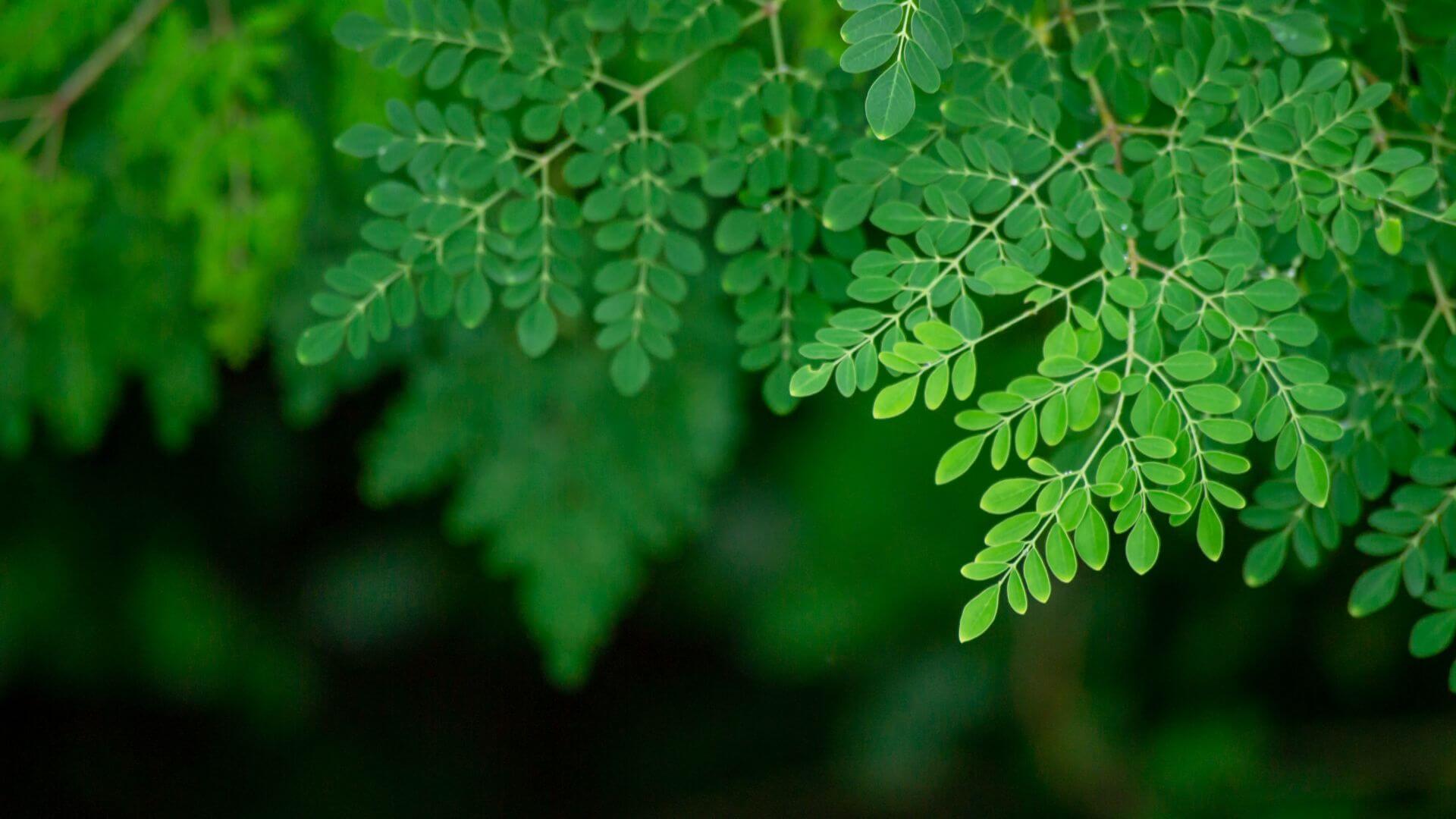 Moringa Wallpapers - Top Free Moringa Backgrounds - WallpaperAccess