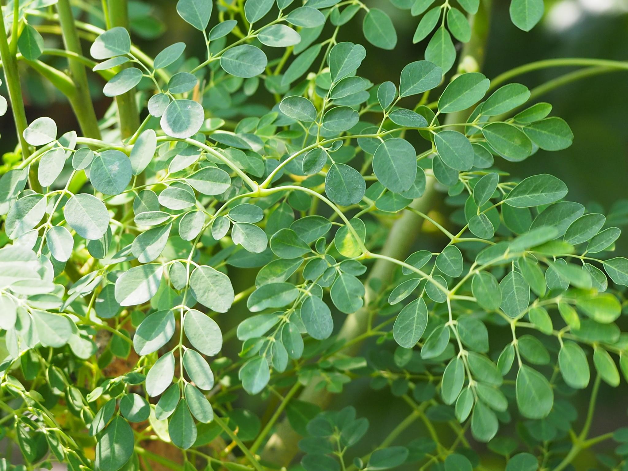 Moringa Wallpapers Top Free Moringa Backgrounds WallpaperAccess Moringa Wallpapers Top Free Moringa Backgrounds WallpaperAccess