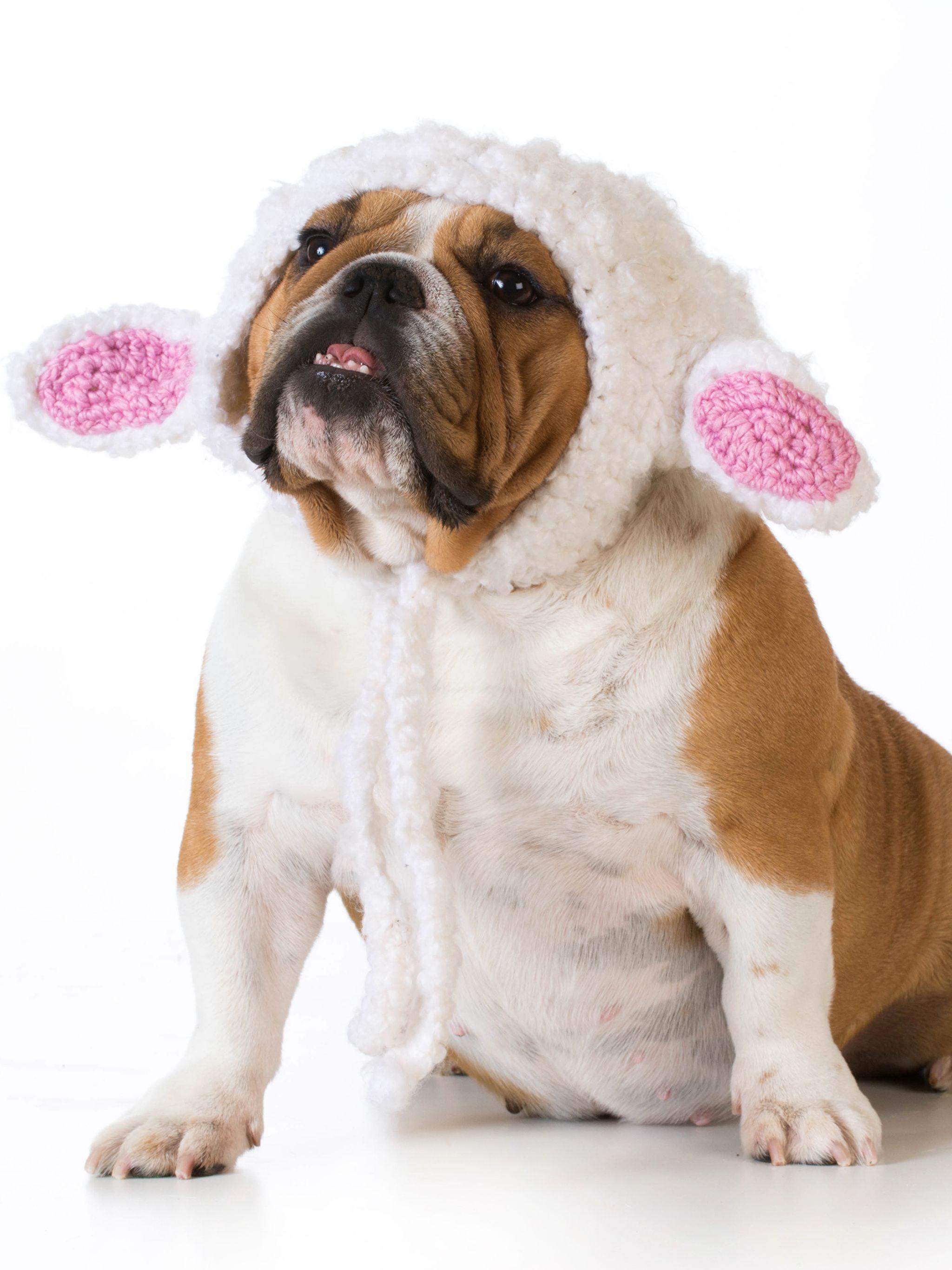 Funny Winter Animal Wallpapers - Top Free Funny Winter Animal ...