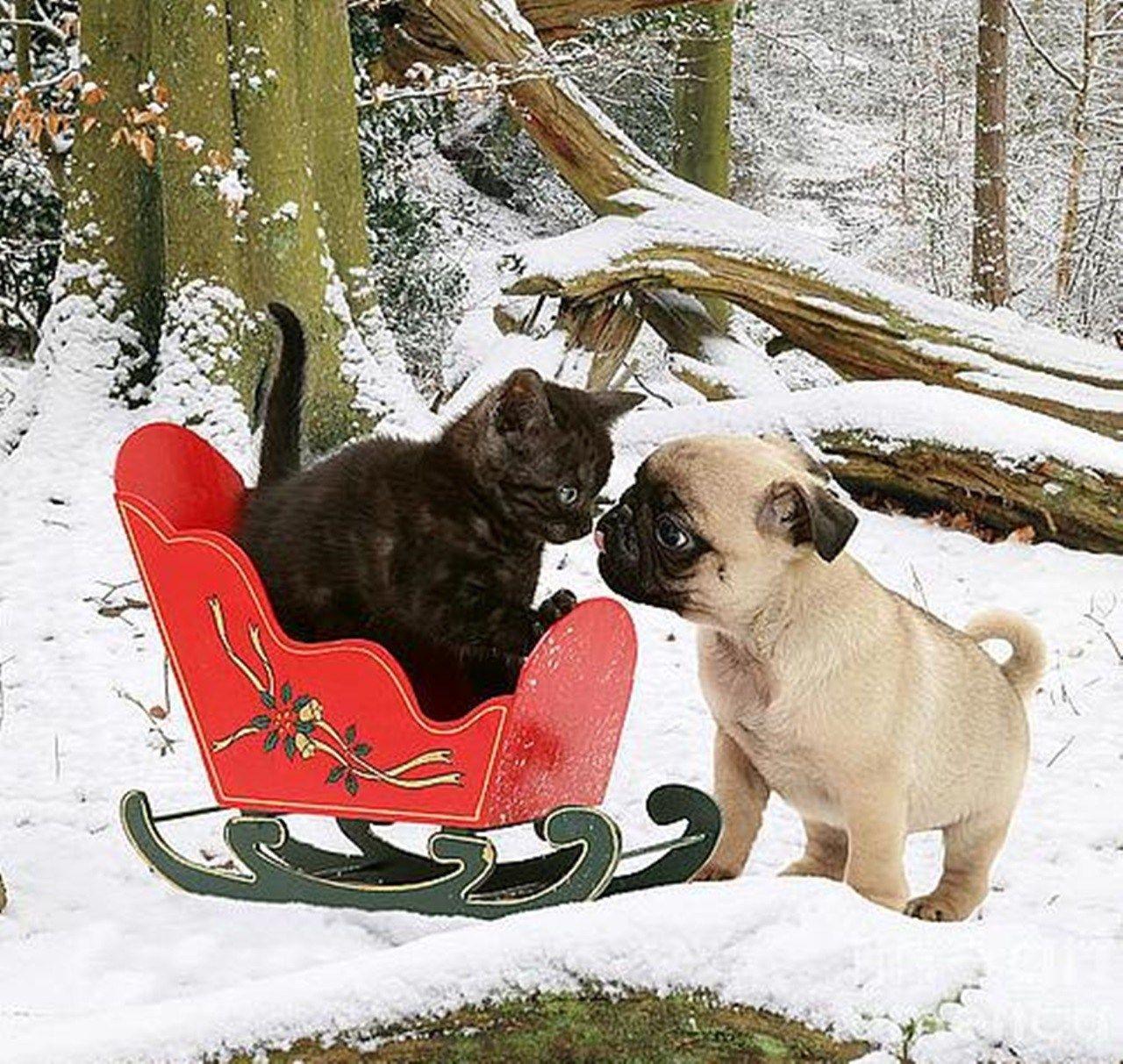 Funny Winter Animal Wallpapers - Top Free Funny Winter Animal ...