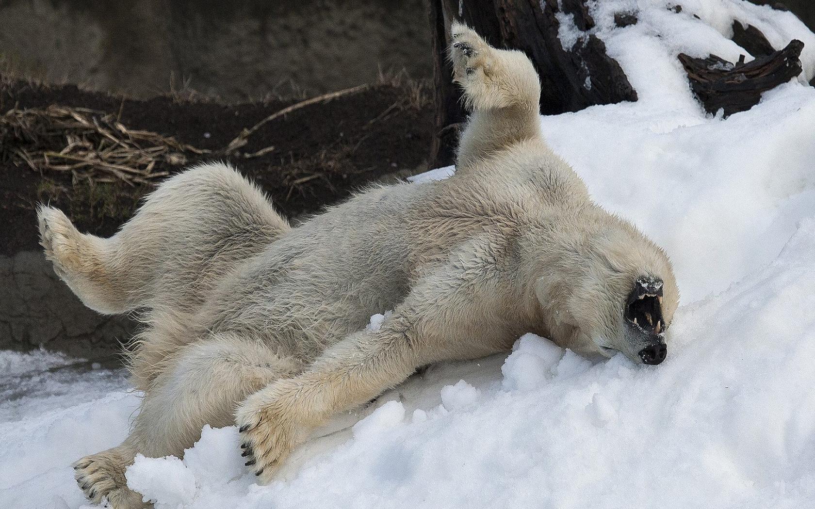 Funny Winter Animal Wallpapers - Top Free Funny Winter Animal ...