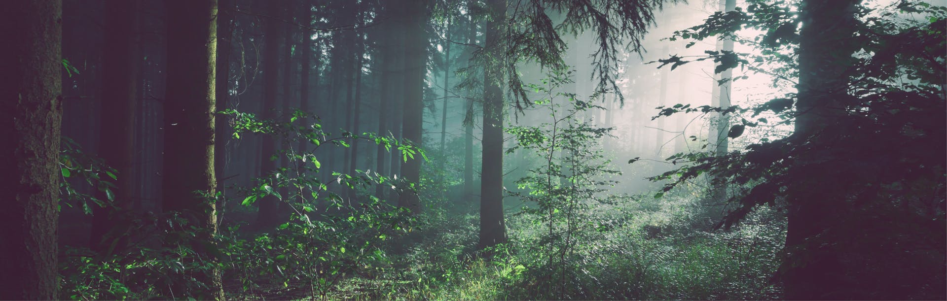 Ranger's Apprentice Wallpapers - Top Free Ranger's Apprentice ...