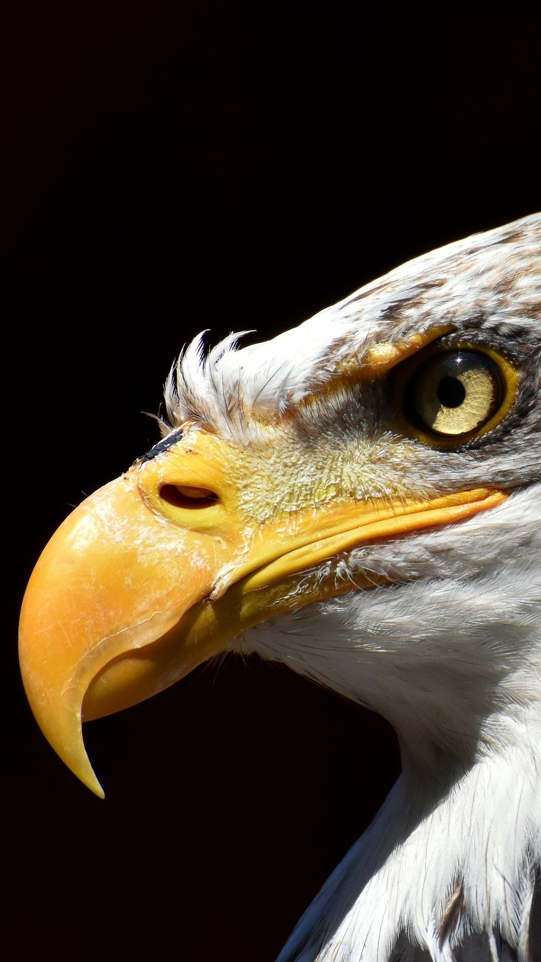 Eagle 8k Wallpapers - Top Free Eagle 8k Backgrounds - WallpaperAccess