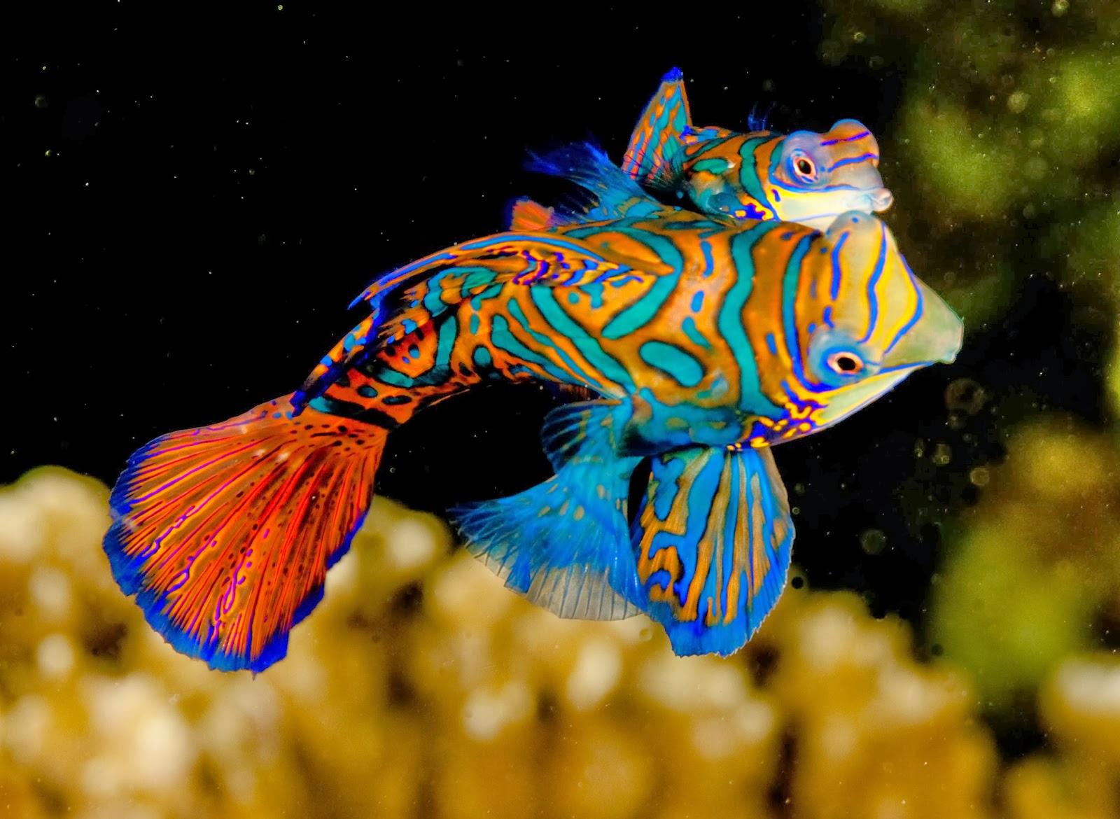 Mandarin Fish Wallpapers - Top Free Mandarin Fish Backgrounds - WallpaperAccess