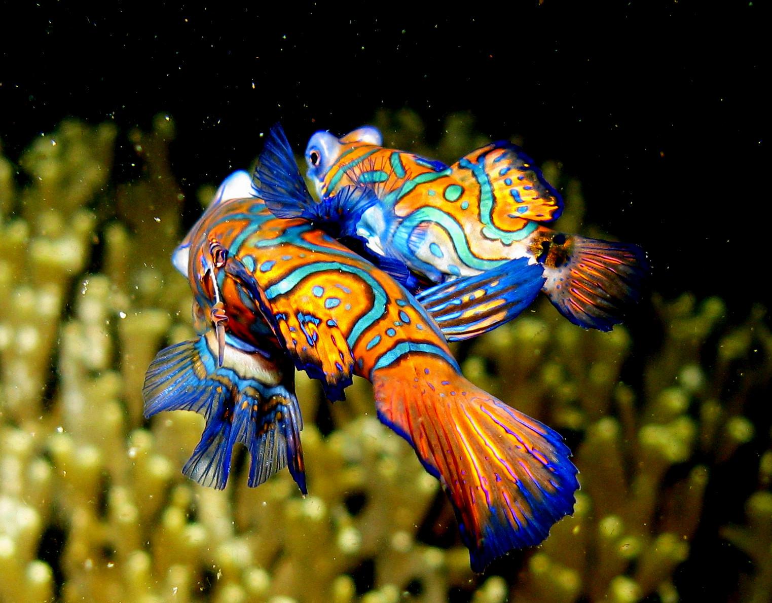 Mandarin Fish Wallpapers - Top Free Mandarin Fish Backgrounds - WallpaperAccess