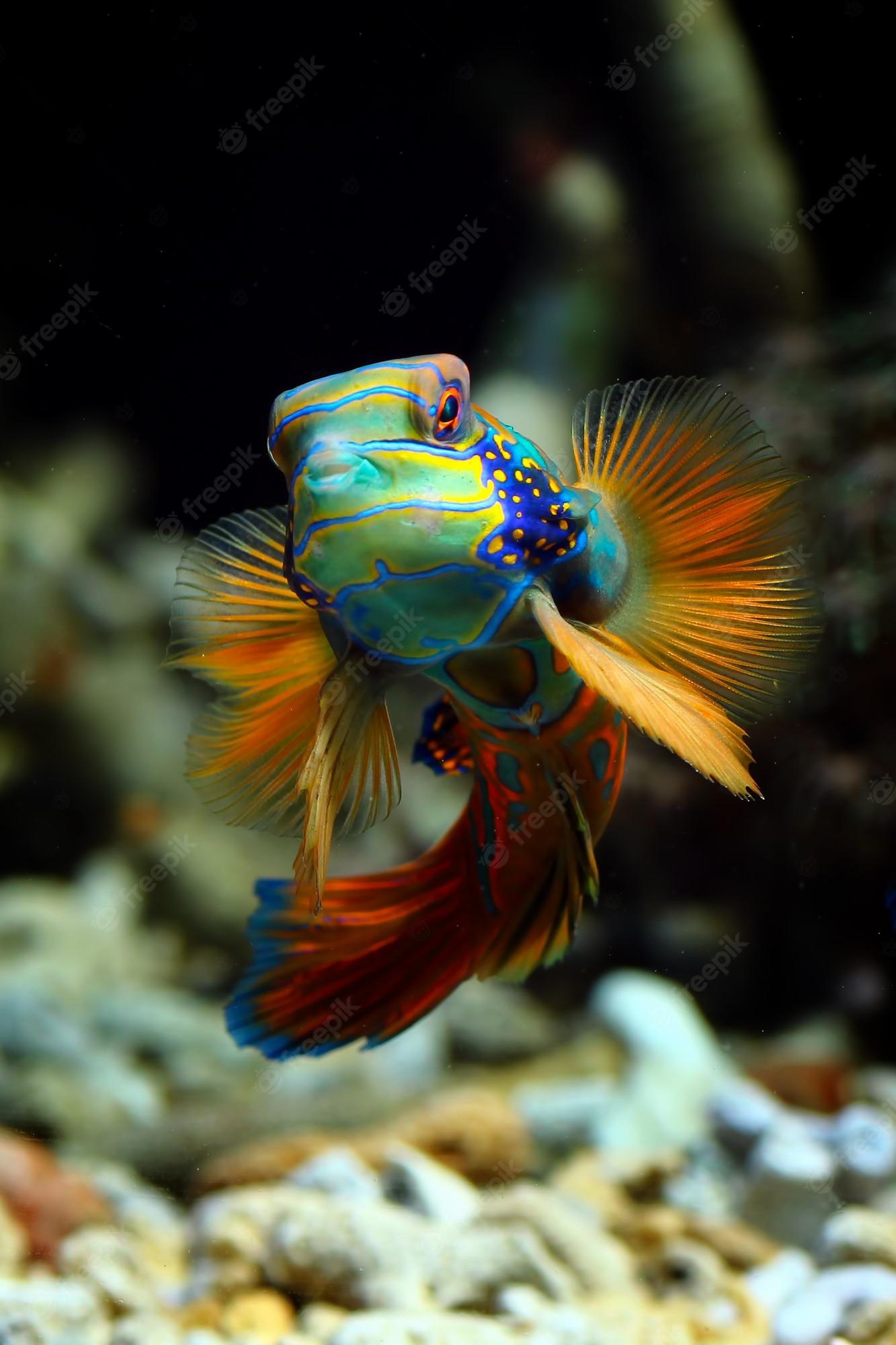 Mandarin Fish Wallpapers - Top Free Mandarin Fish Backgrounds - WallpaperAccess