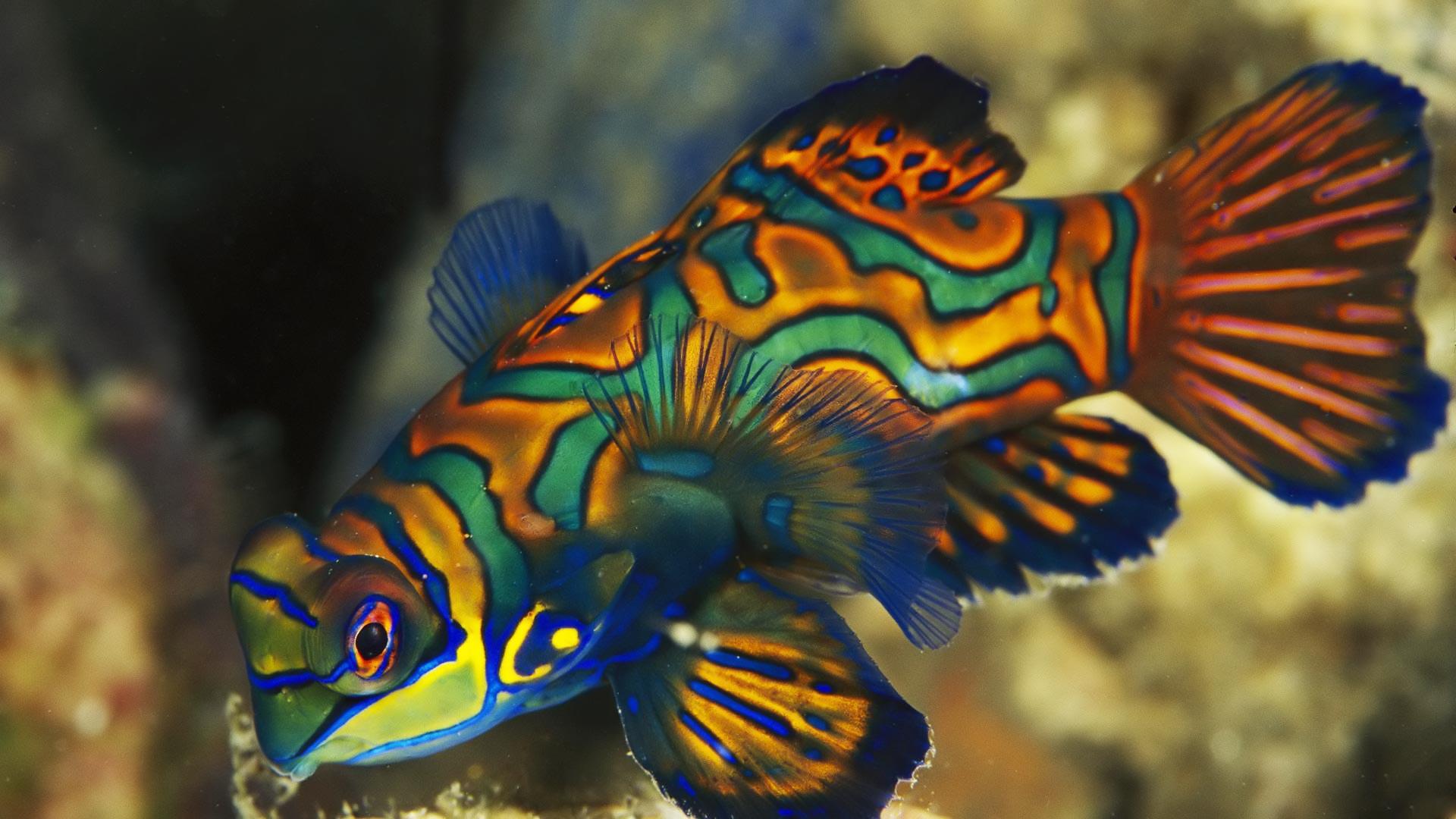 Mandarin Fish Wallpapers - Top Free Mandarin Fish Backgrounds ...