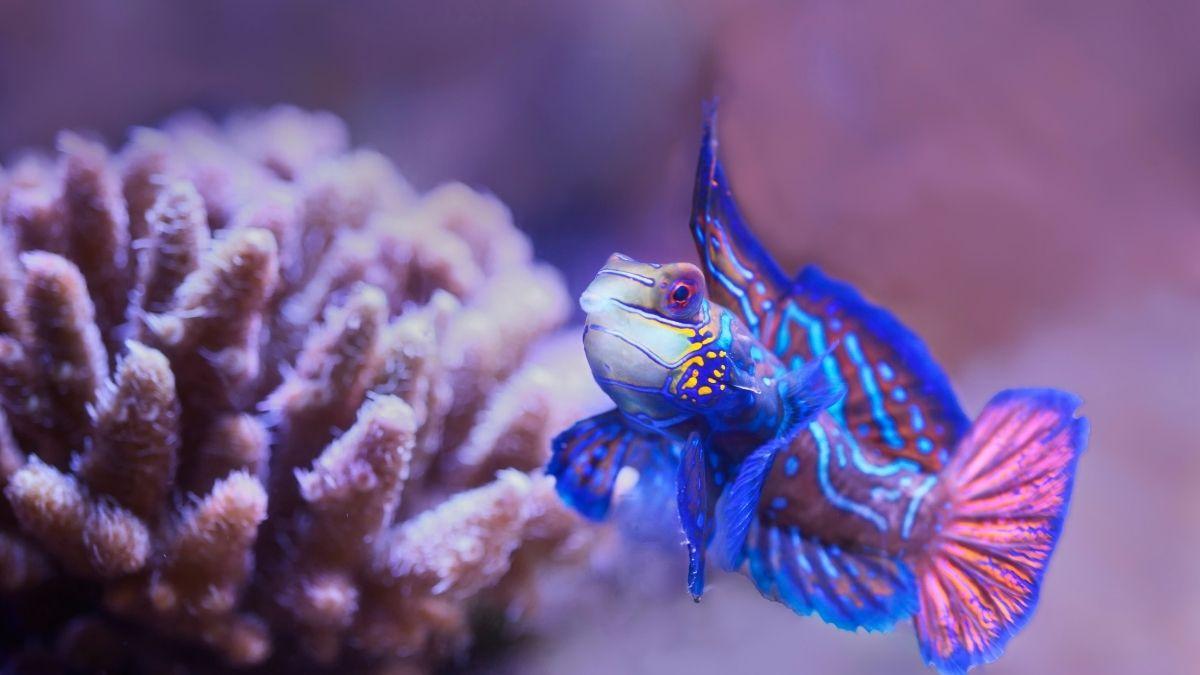 Mandarin Fish Wallpapers - Top Free Mandarin Fish Backgrounds - WallpaperAccess