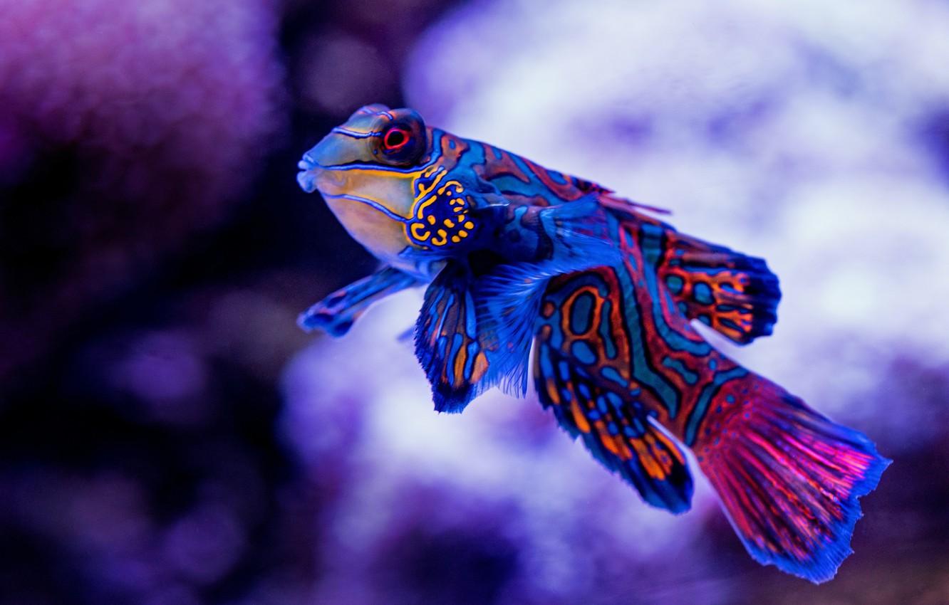 Mandarin Fish Wallpapers - Top Free Mandarin Fish Backgrounds ...