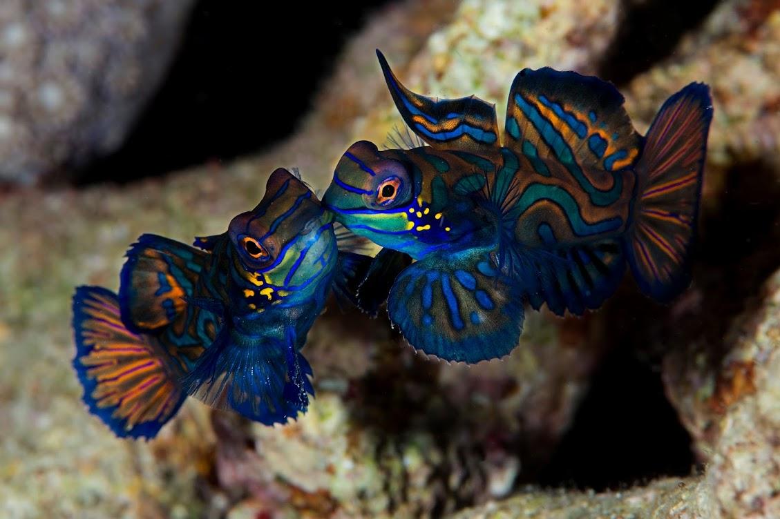 Mandarin Fish Wallpapers - Top Free Mandarin Fish Backgrounds ...