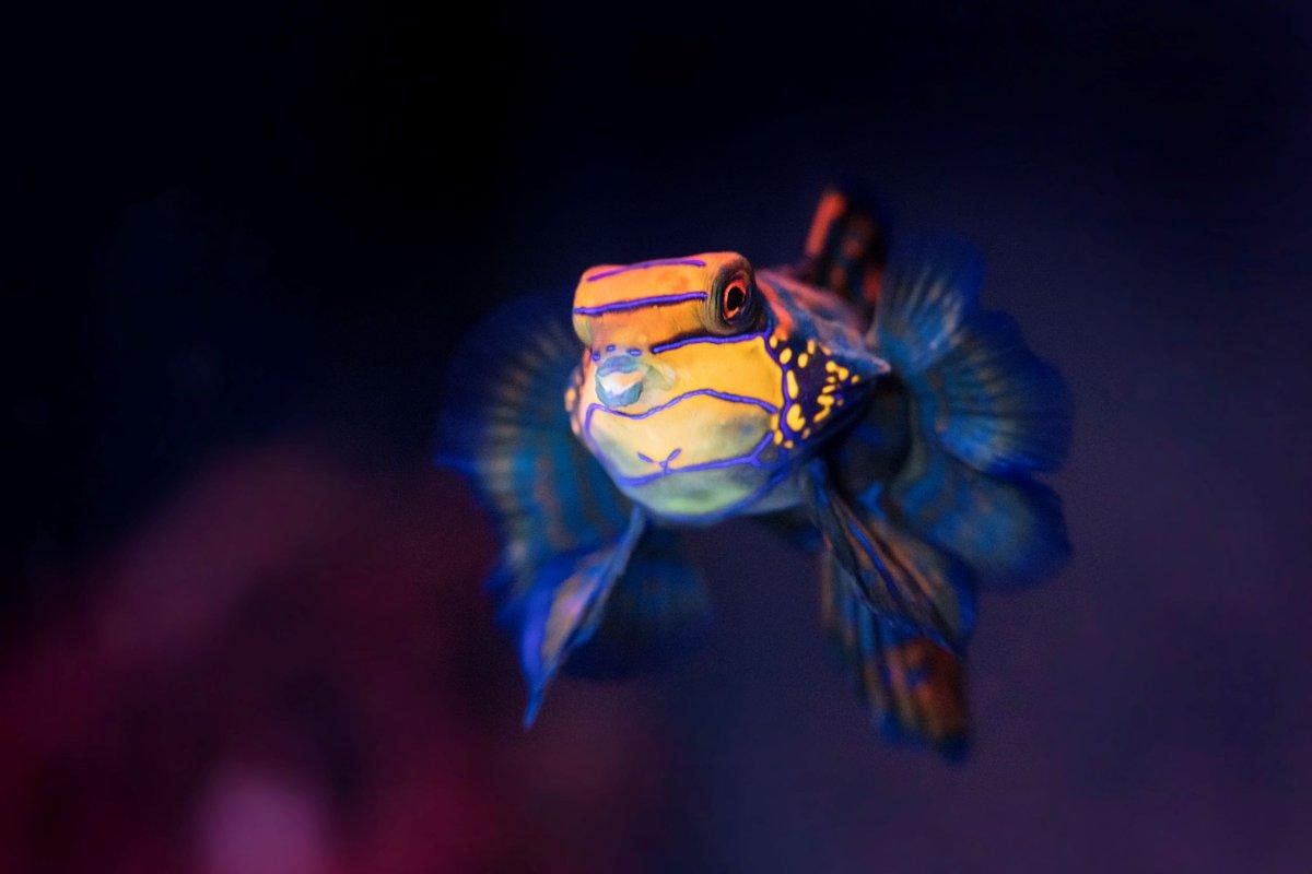 Mandarin Fish Wallpapers - Top Free Mandarin Fish Backgrounds - WallpaperAccess