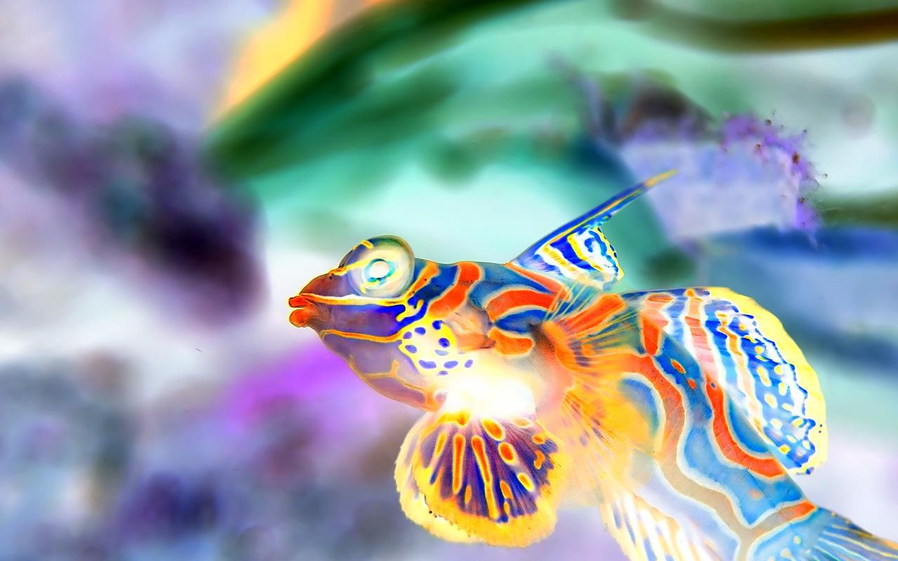 Mandarin Fish Wallpapers - Top Free Mandarin Fish Backgrounds ...
