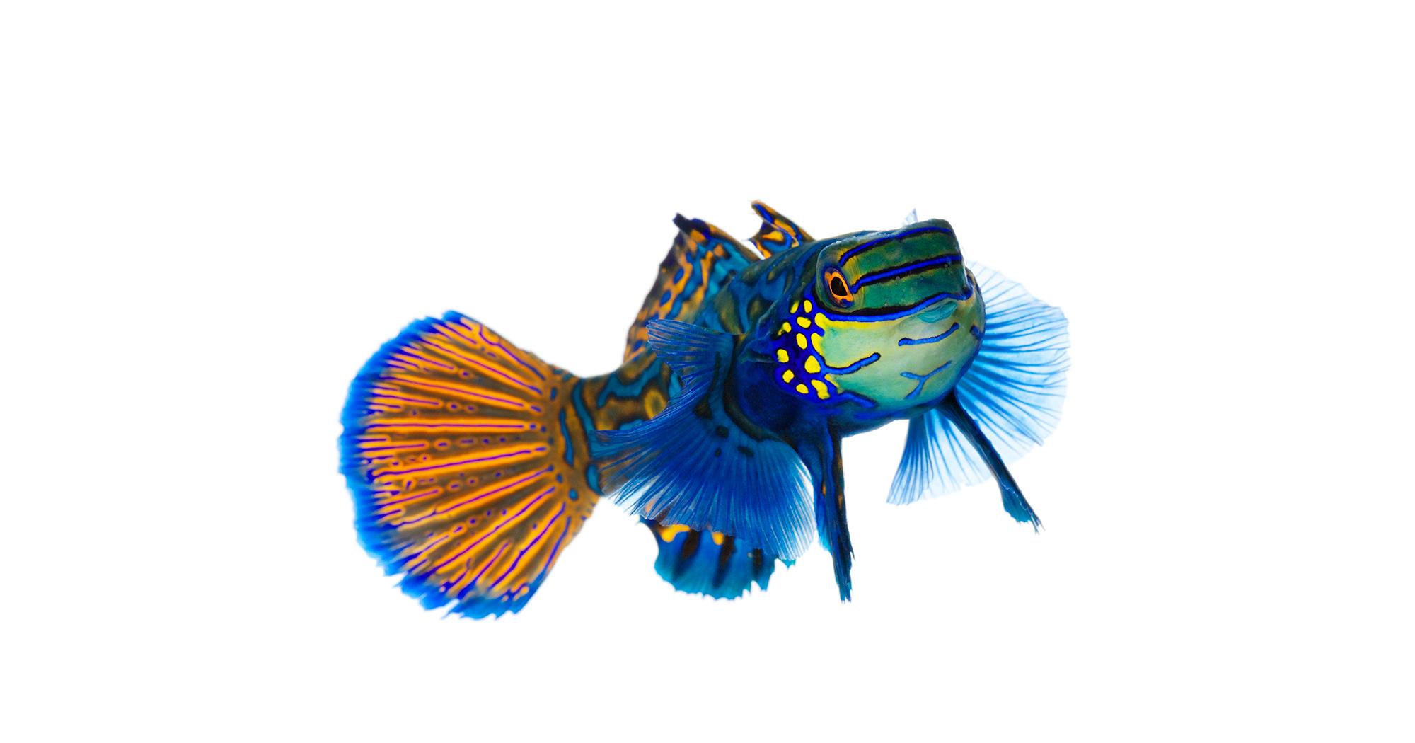 Mandarin Fish Wallpapers - Top Free Mandarin Fish Backgrounds - WallpaperAccess