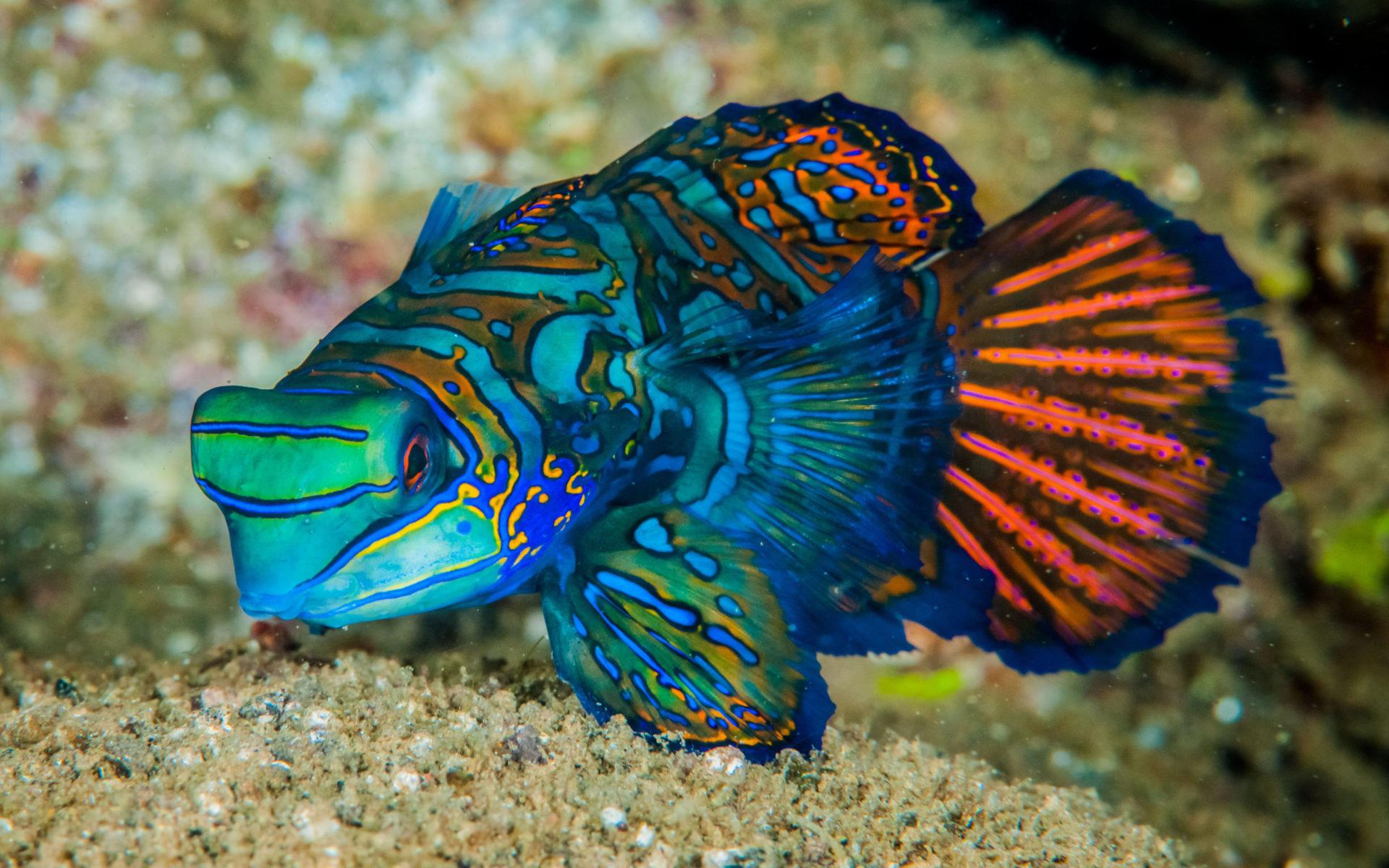 Mandarin Fish Wallpapers - Top Free Mandarin Fish Backgrounds - WallpaperAccess