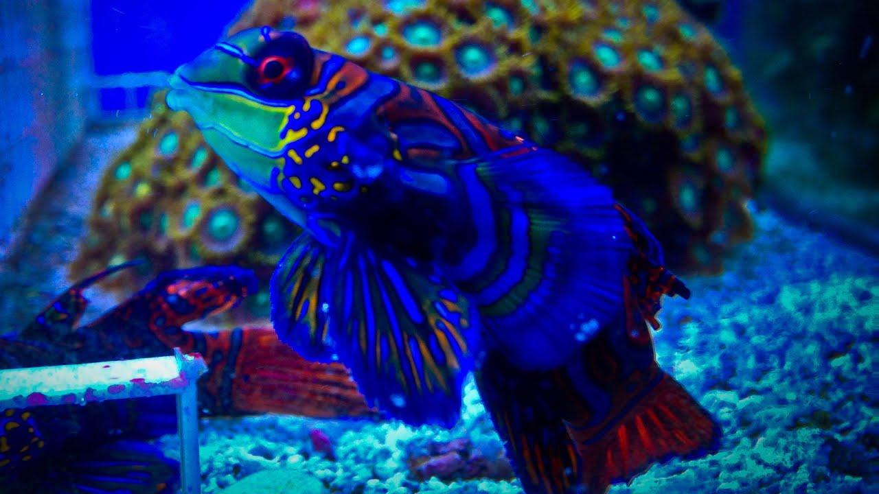 Mandarin Fish Wallpapers - Top Free Mandarin Fish Backgrounds - WallpaperAccess