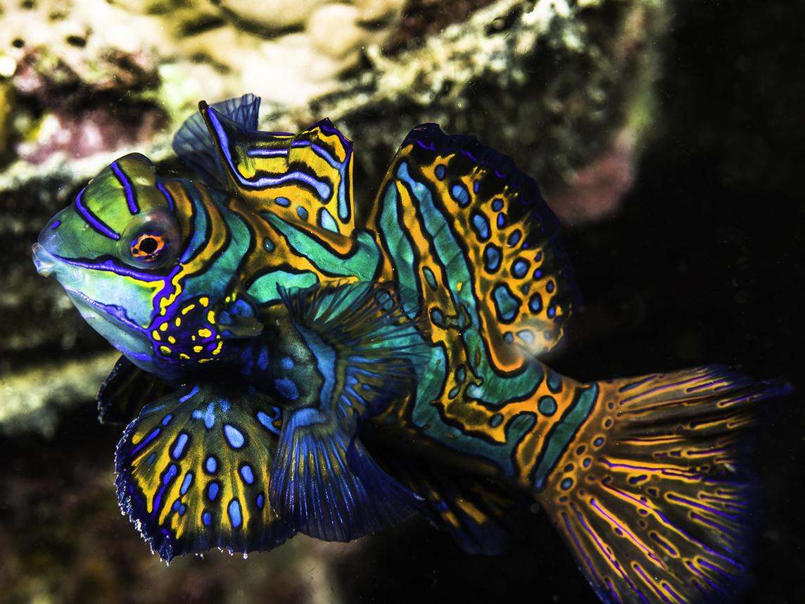 Mandarin Fish Wallpapers - Top Free Mandarin Fish Backgrounds ...