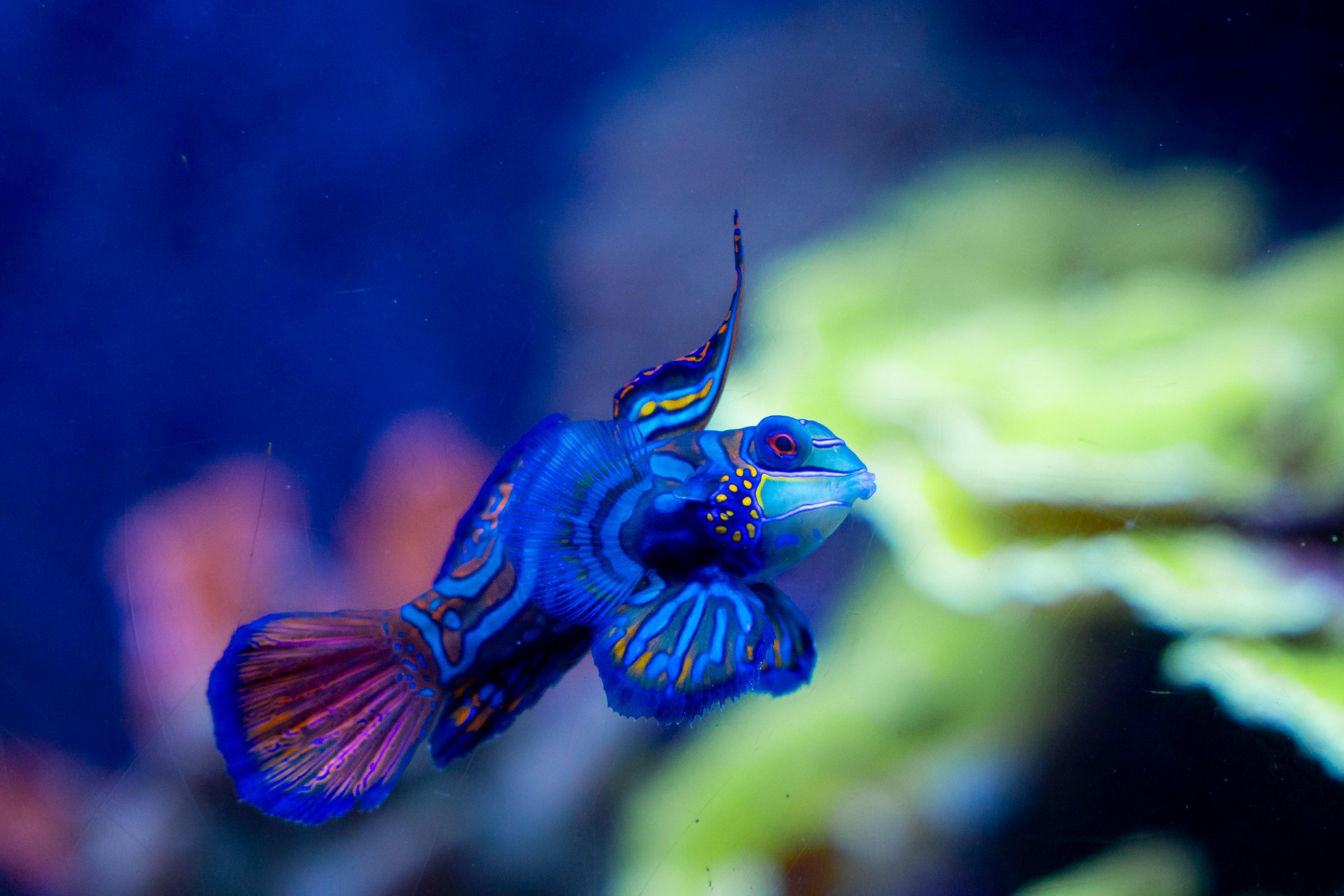 Mandarin Fish Wallpapers - Top Free Mandarin Fish Backgrounds ...