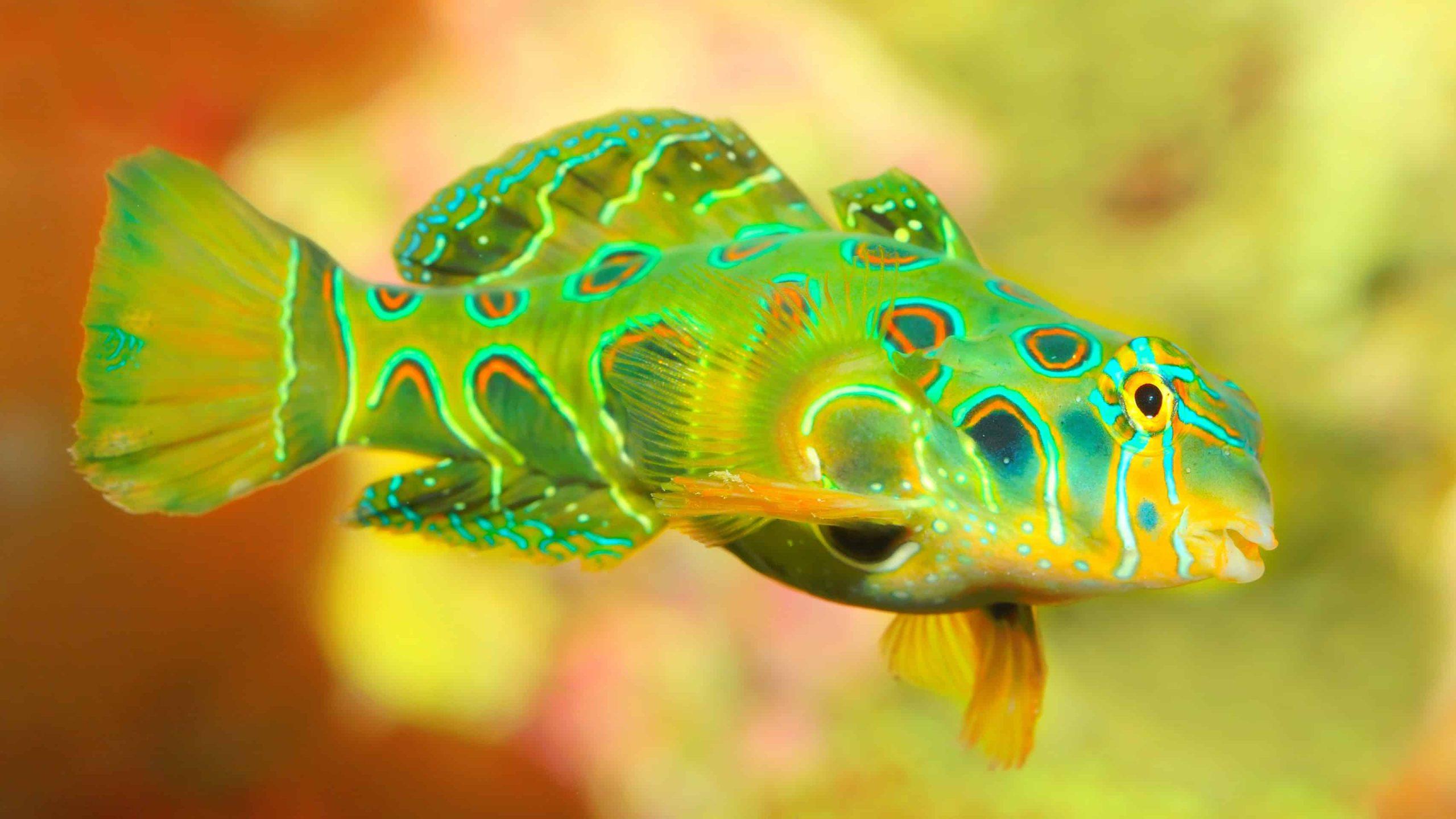 Mandarin Fish Wallpapers - Top Free Mandarin Fish Backgrounds - WallpaperAccess