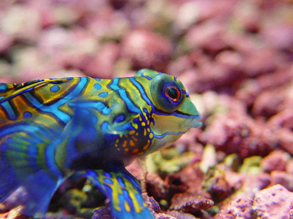 Mandarin Fish Wallpapers - Top Free Mandarin Fish Backgrounds ...