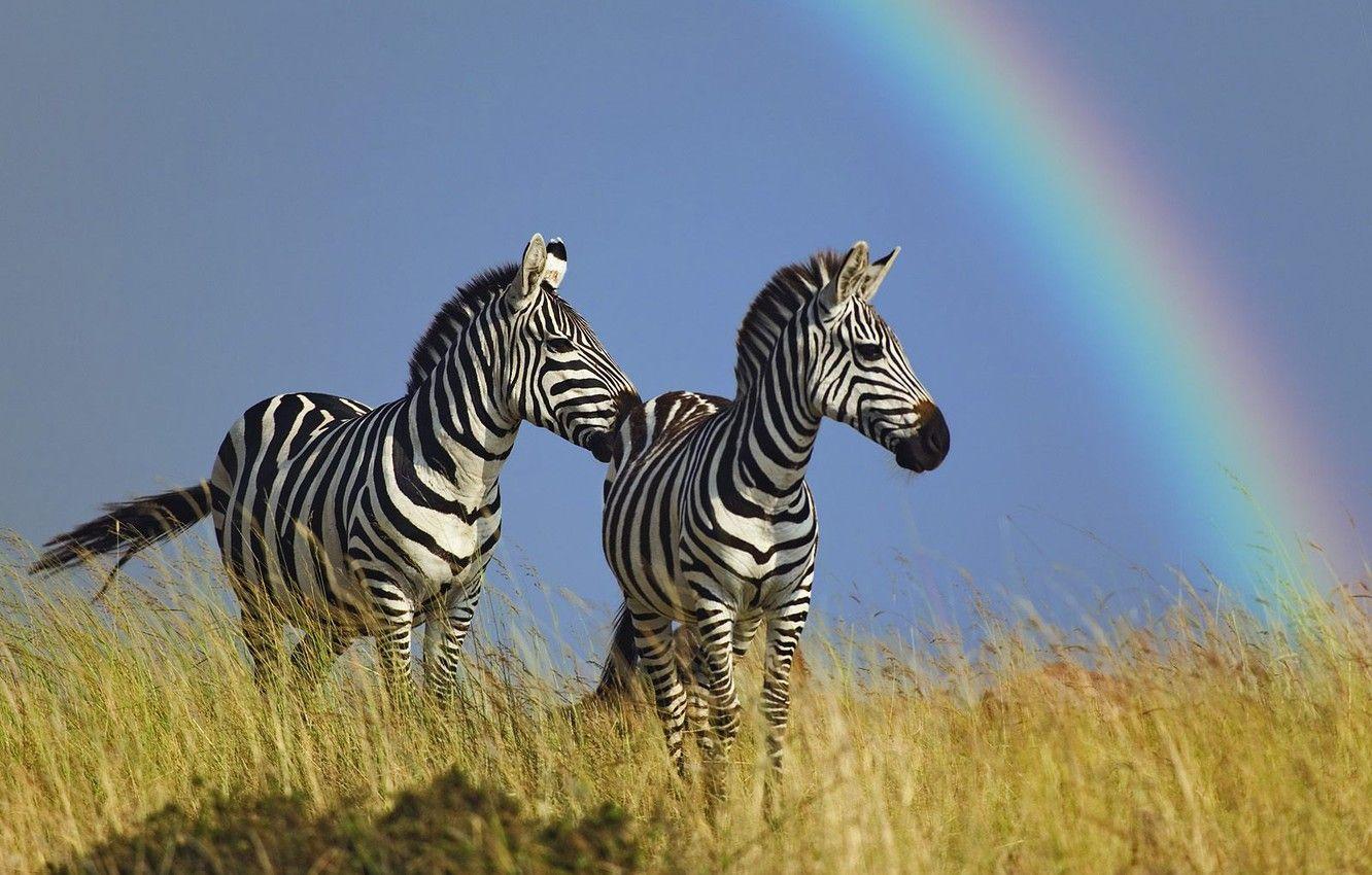 Rainbow Zebra Wallpapers - Top Free Rainbow Zebra Backgrounds - WallpaperAccess