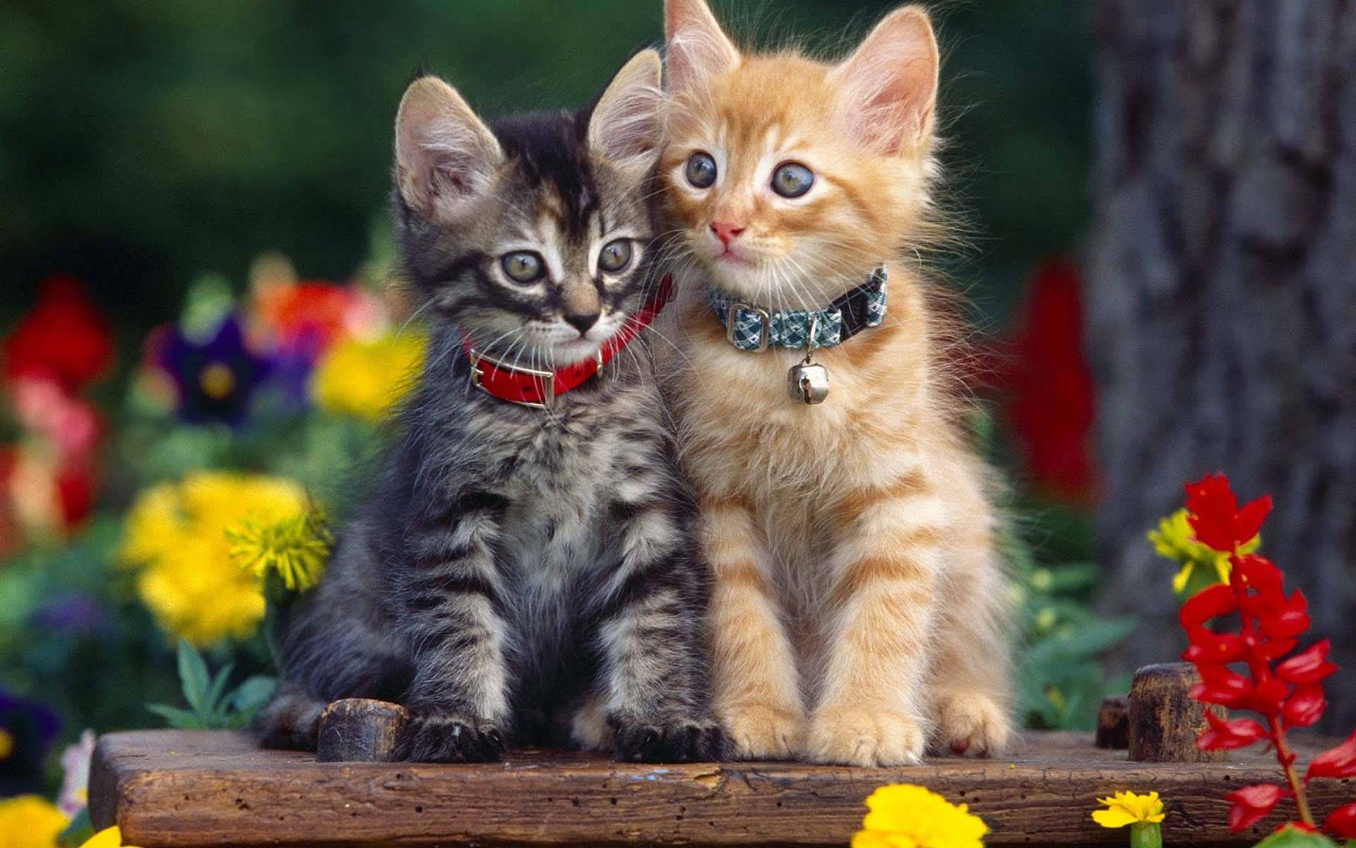 Couple Cat Wallpapers - Top Free Couple Cat Backgrounds - WallpaperAccess