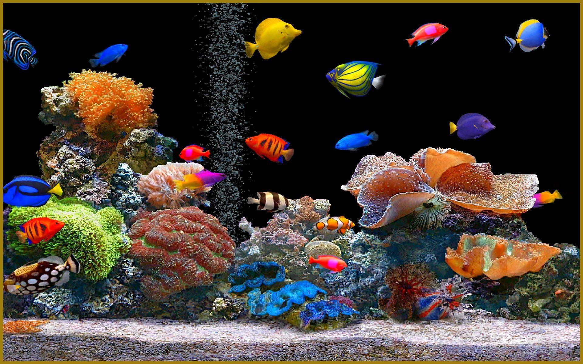 Girly Fish Wallpapers - Top Free Girly Fish Backgrounds - WallpaperAccess