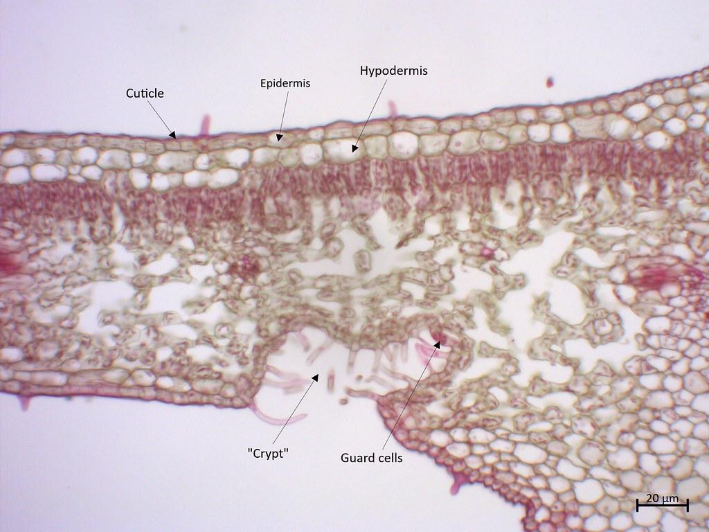 Xerophytic Cells Wallpapers - Top Free Xerophytic Cells Backgrounds ...