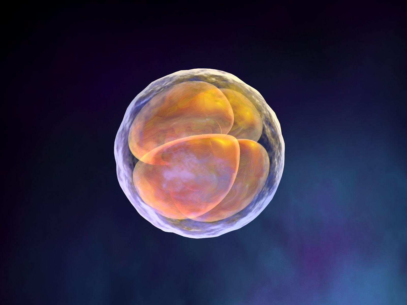 Embryo Wallpapers - Top Free Embryo Backgrounds - WallpaperAccess