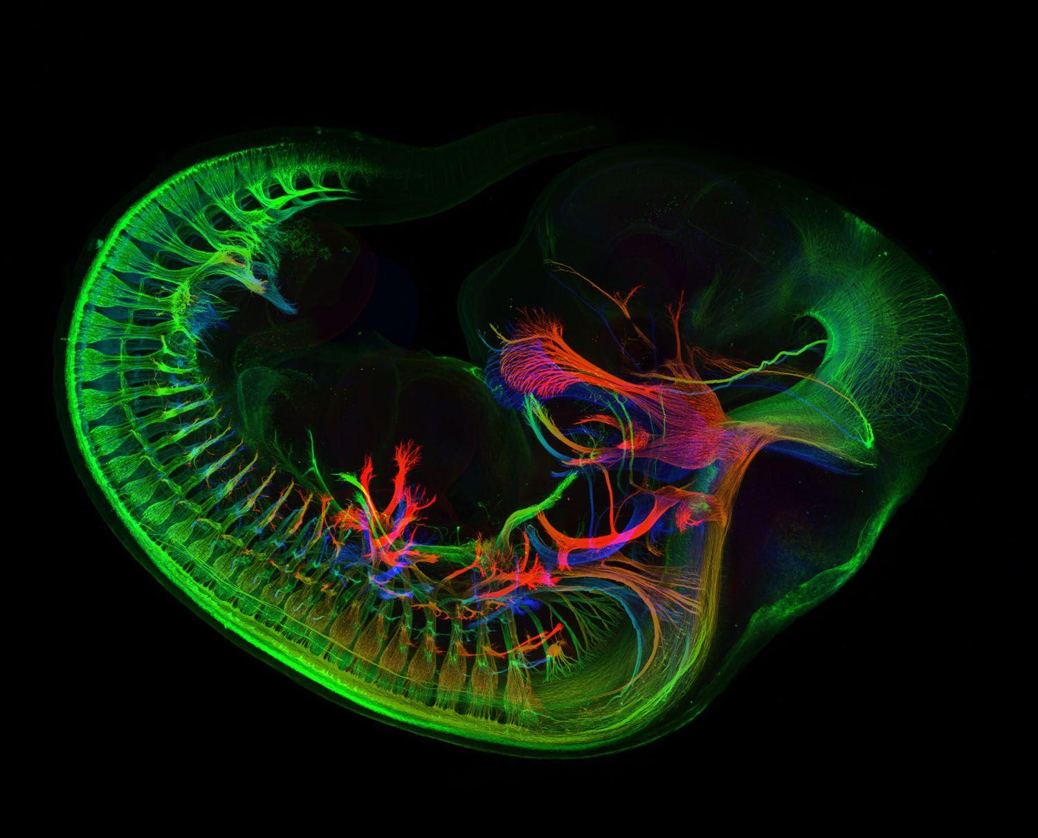 Embryo Wallpapers - Top Free Embryo Backgrounds - WallpaperAccess