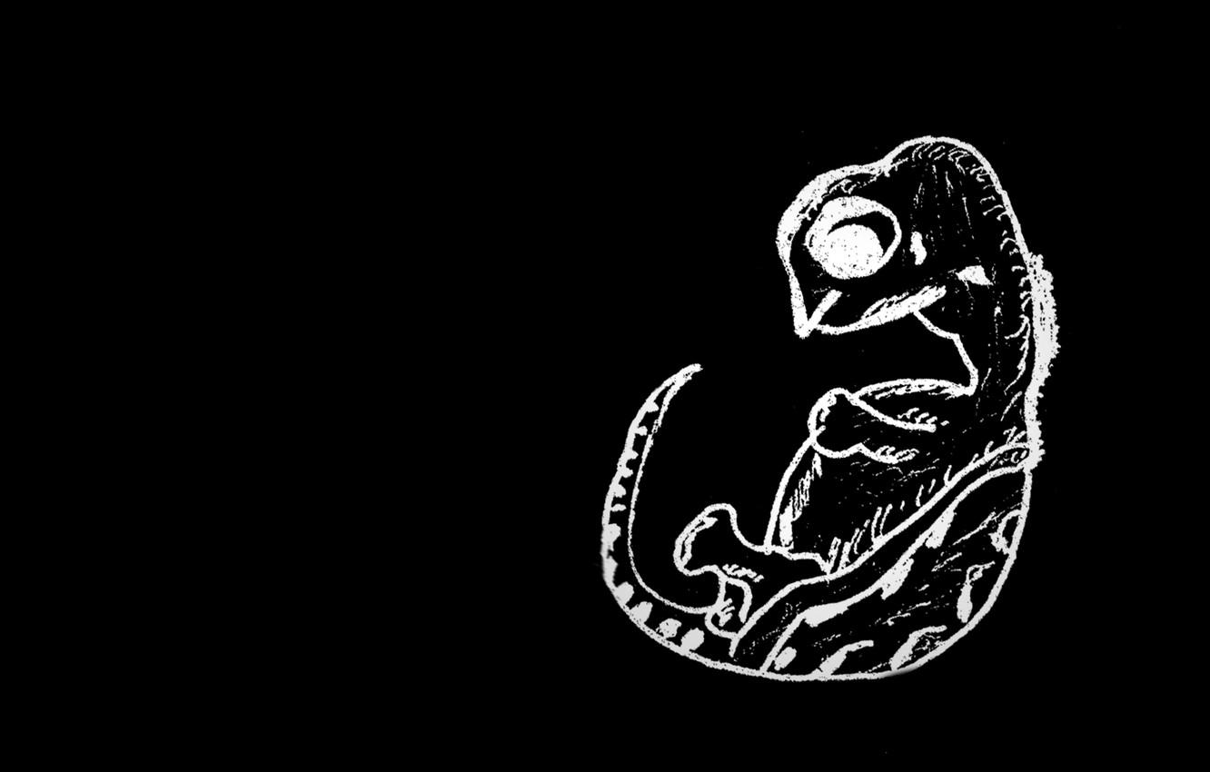 Embryo Wallpapers - Top Free Embryo Backgrounds - WallpaperAccess