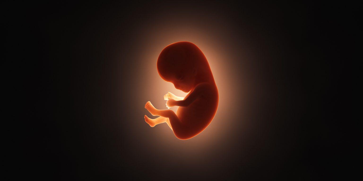 Embryo Wallpapers - Top Free Embryo Backgrounds - WallpaperAccess