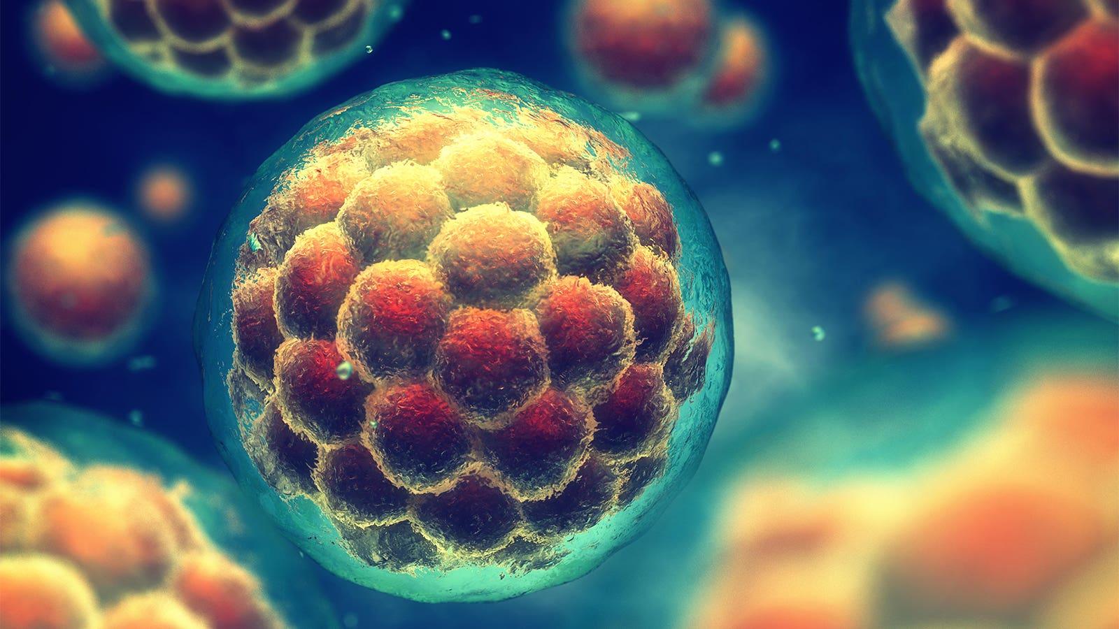 Embryo Wallpapers - Top Free Embryo Backgrounds - WallpaperAccess